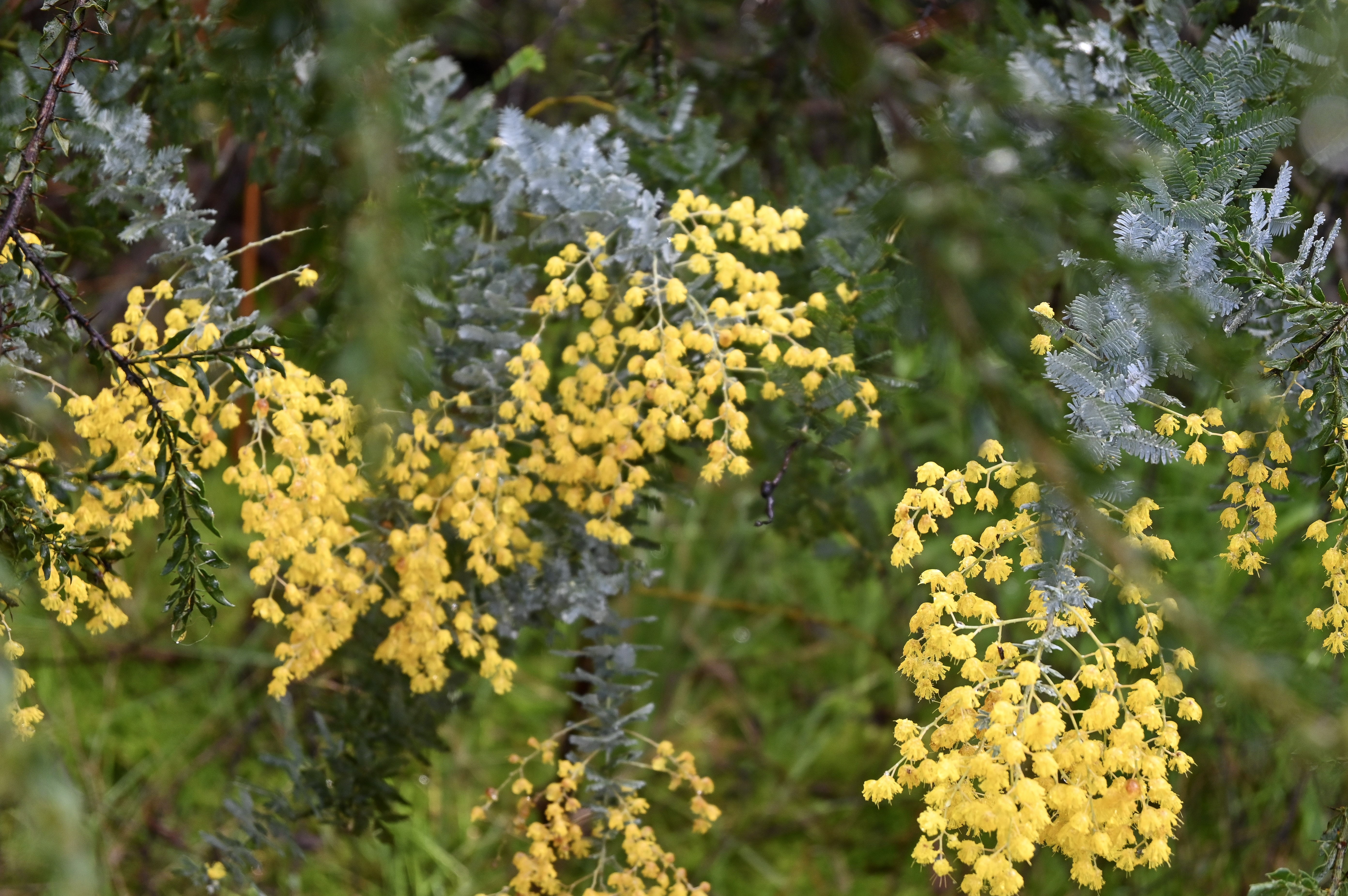 Wattle wonder! | McClelland Gallery